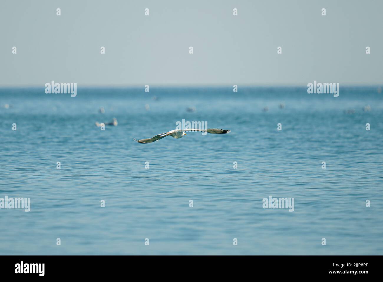 Flying water over seagull flying seagull hi-res stock photography and ...