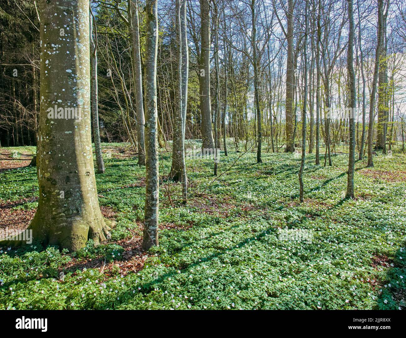 A relaxing and peaceful nature landscape of a beautiful sunny forest of ...