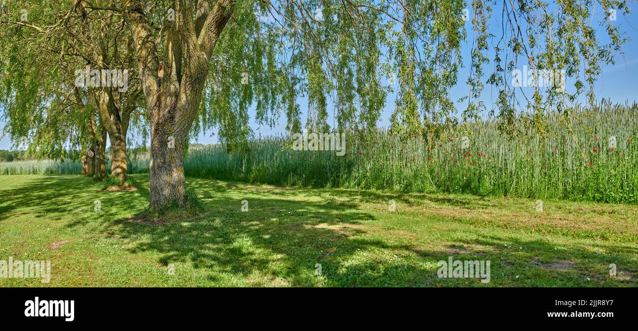 Beautiful, natural park landscape of a field, big trees and tall plants ...