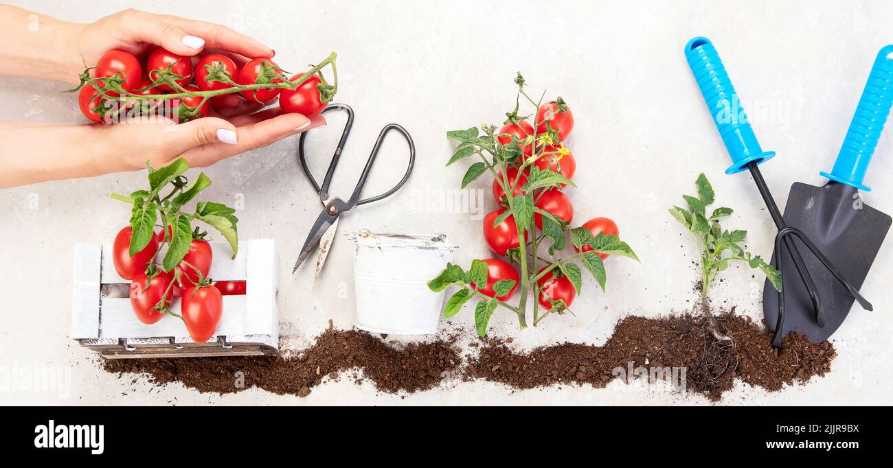 Life cycle of tomato plant. Growth stages from seed to flowering and ...
