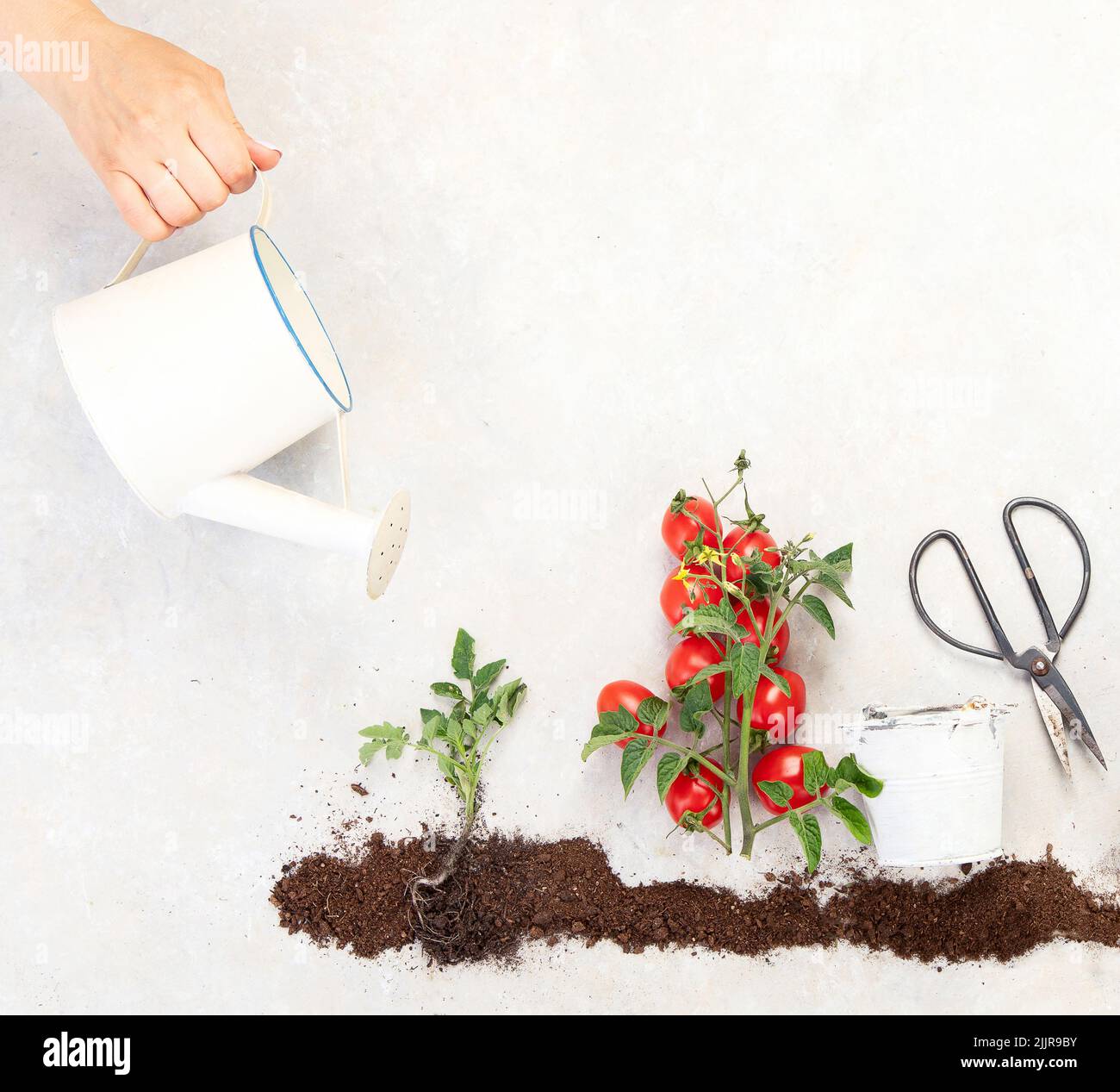 Life cycle of tomato plant. Growth stages from seed to flowering and ...