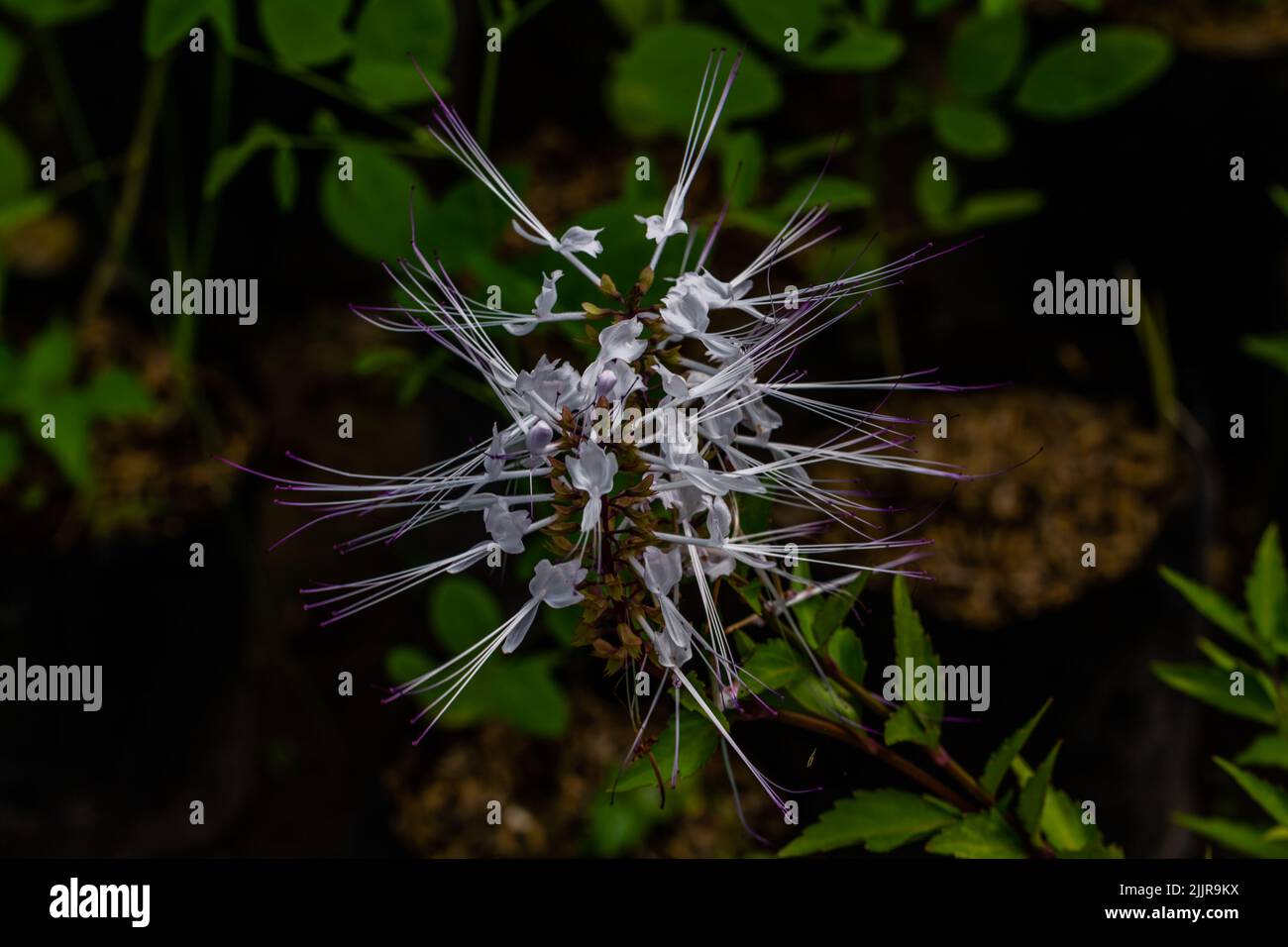 The flowering plant Orthosiphon aristatus is in the form of a ...