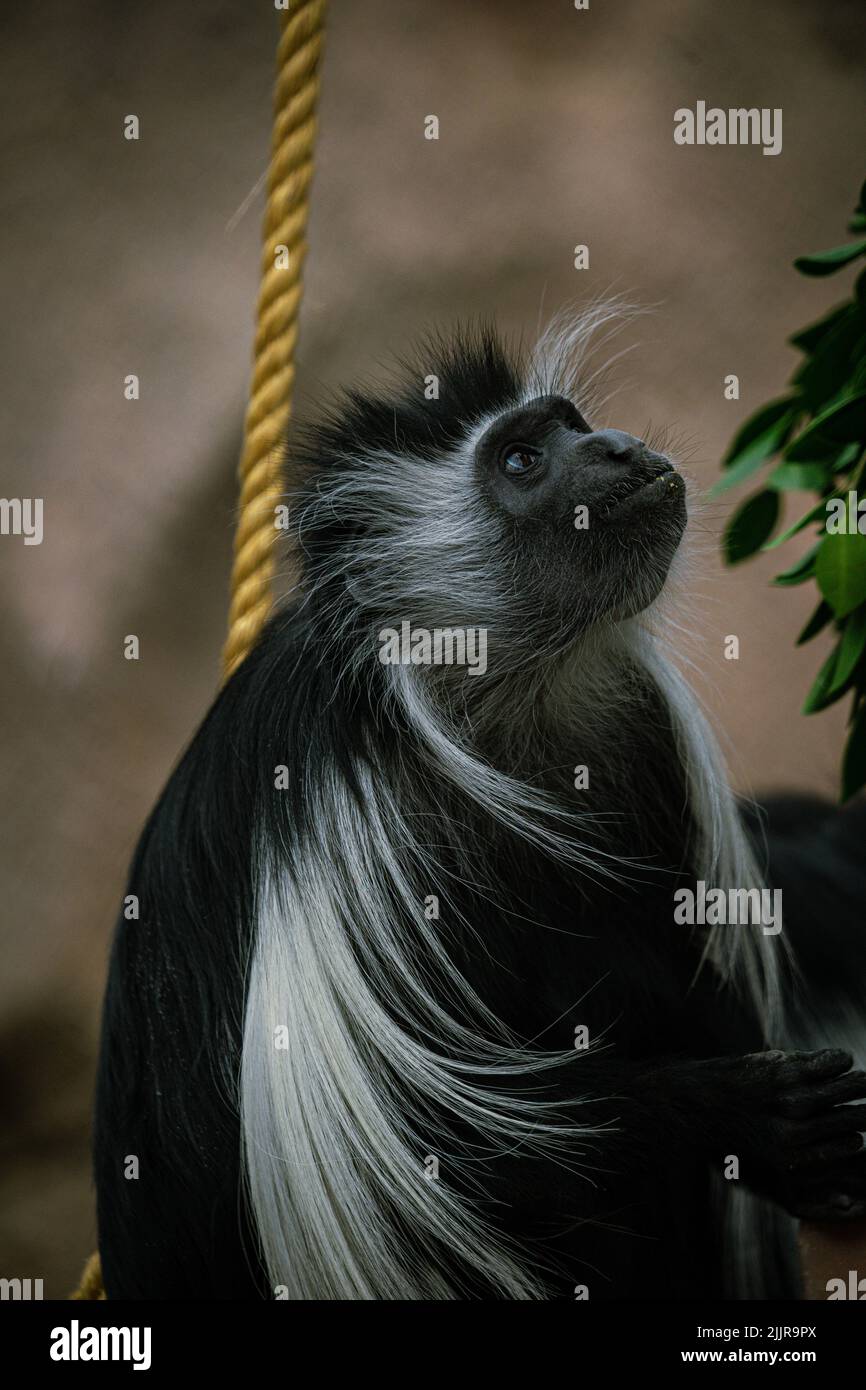 Zoo [colobus monkey] primate hi-res stock photography and images - Alamy