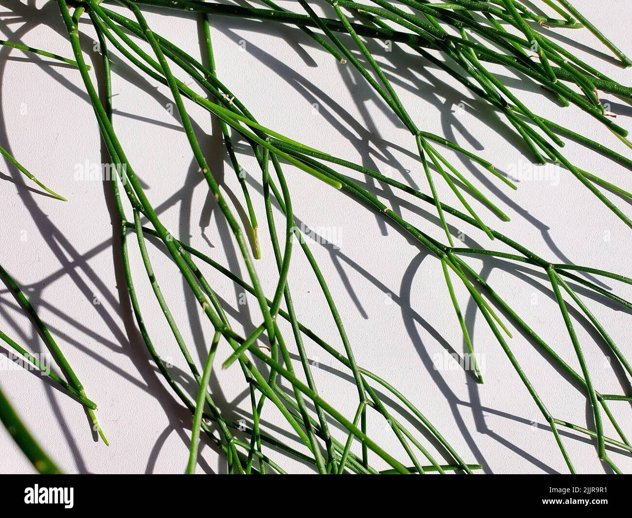 A close-up of Rhipsalis cactus plant against white background Stock ...