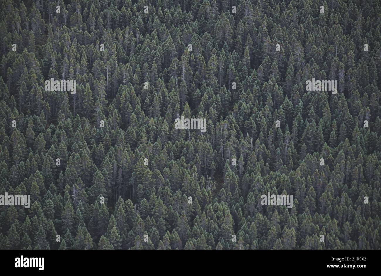 An aerial view of a thick boreal forest Stock Photo - Alamy