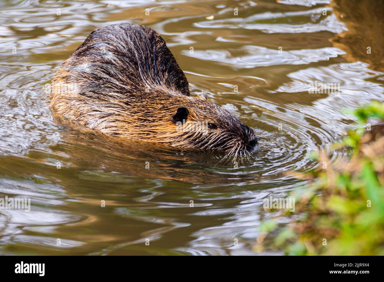 Cute nutria hi-res stock photography and images - Alamy