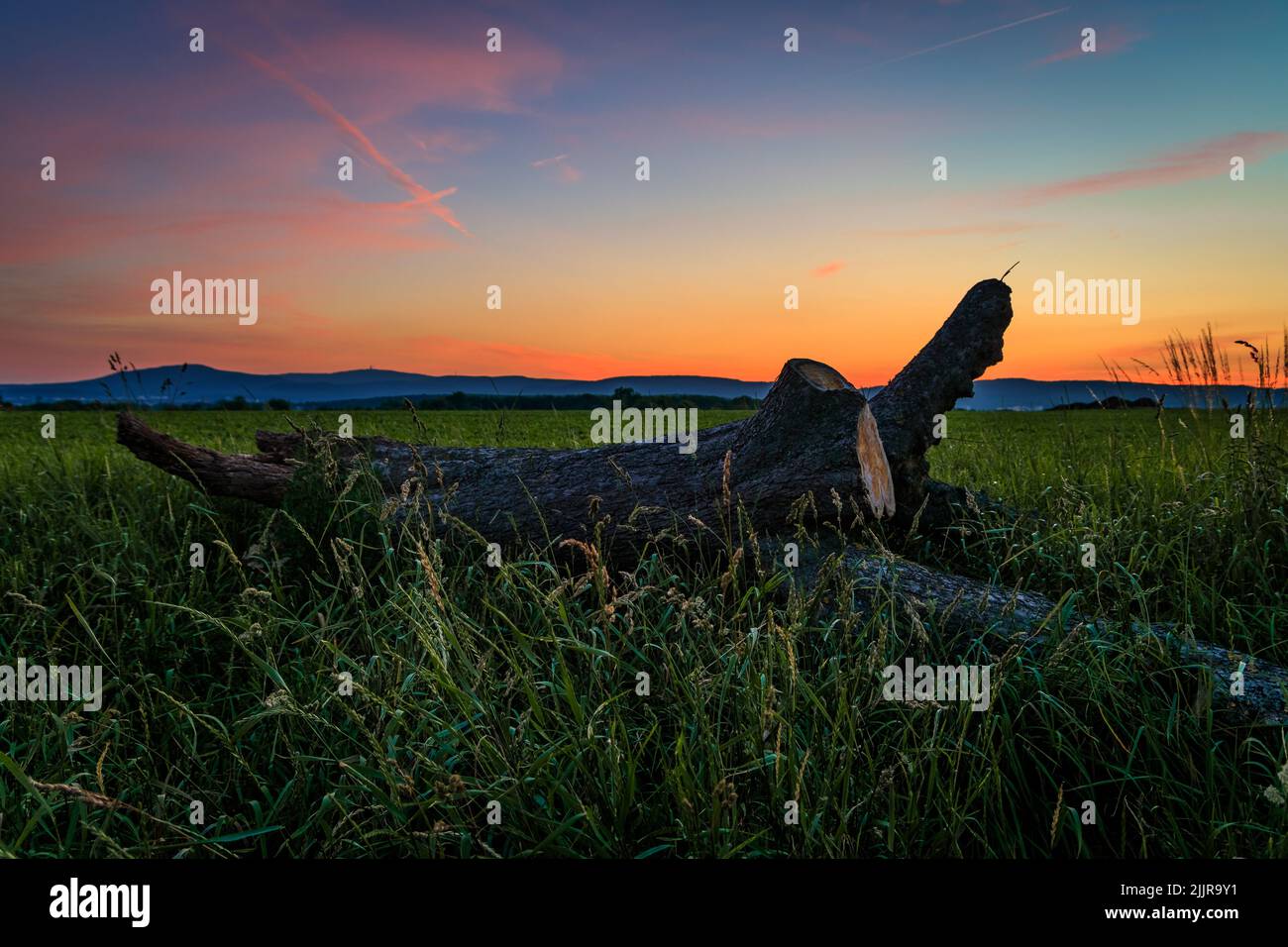 Broken tree branch hi-res stock photography and images - Alamy