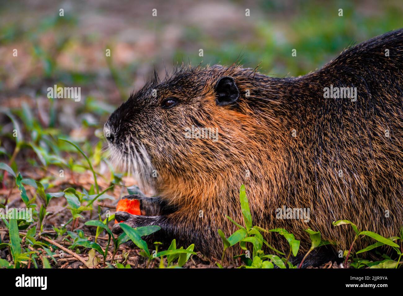 Closeup shot cute nutria hi-res stock photography and images - Alamy