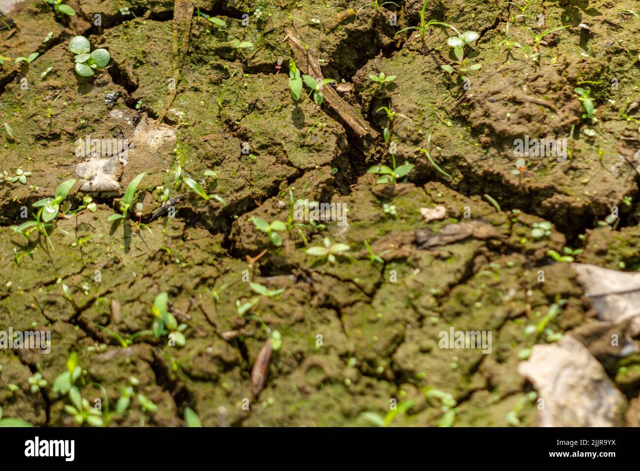 The soil for agriculture is brown, covered with small grass and moss ...