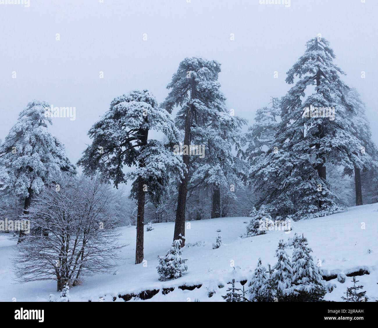 A beautiful view of the evergreen tall trees covered in snow on the ...