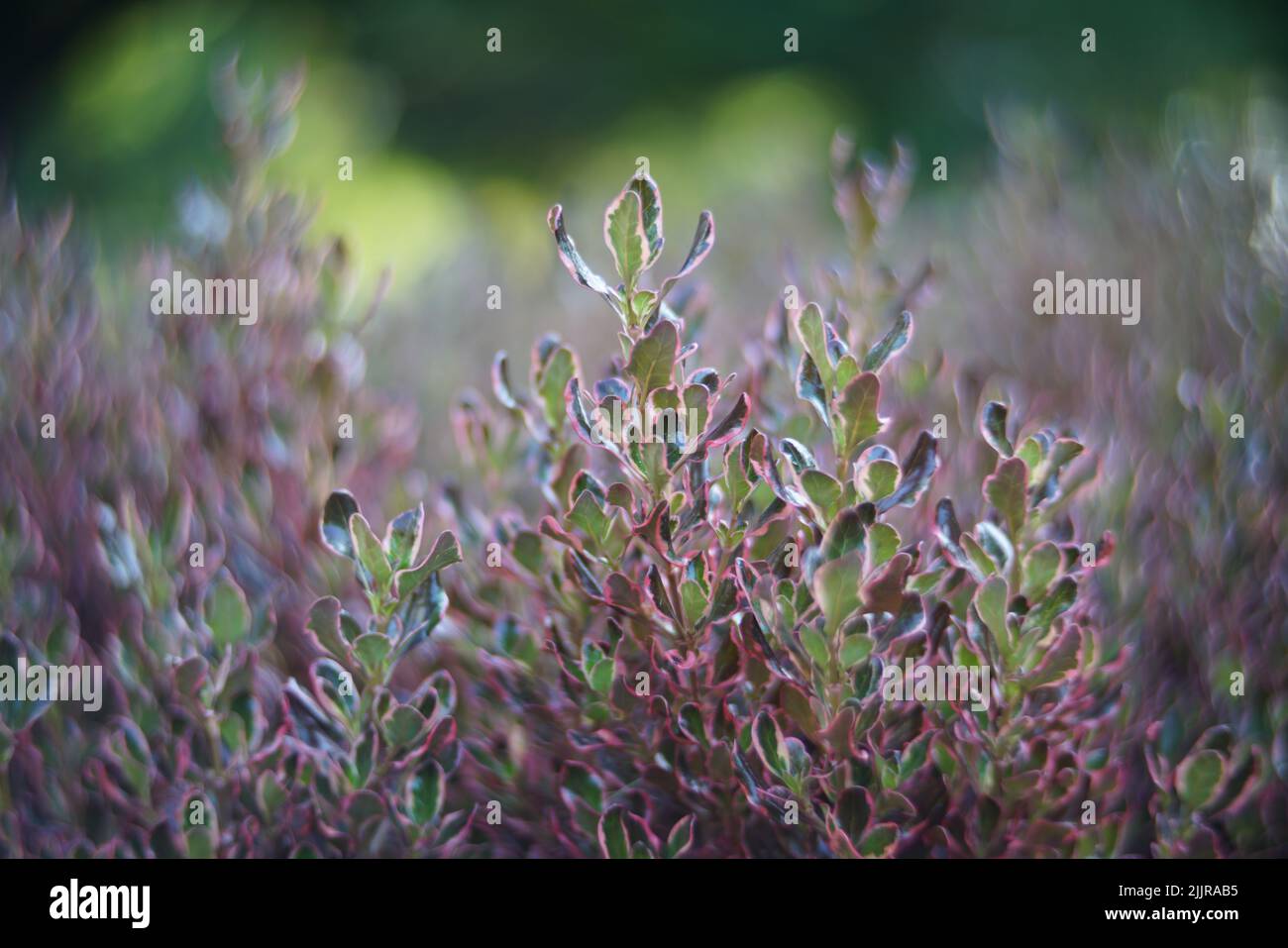 A shallow focus shot of Coprosma flowering plants Stock Photo - Alamy