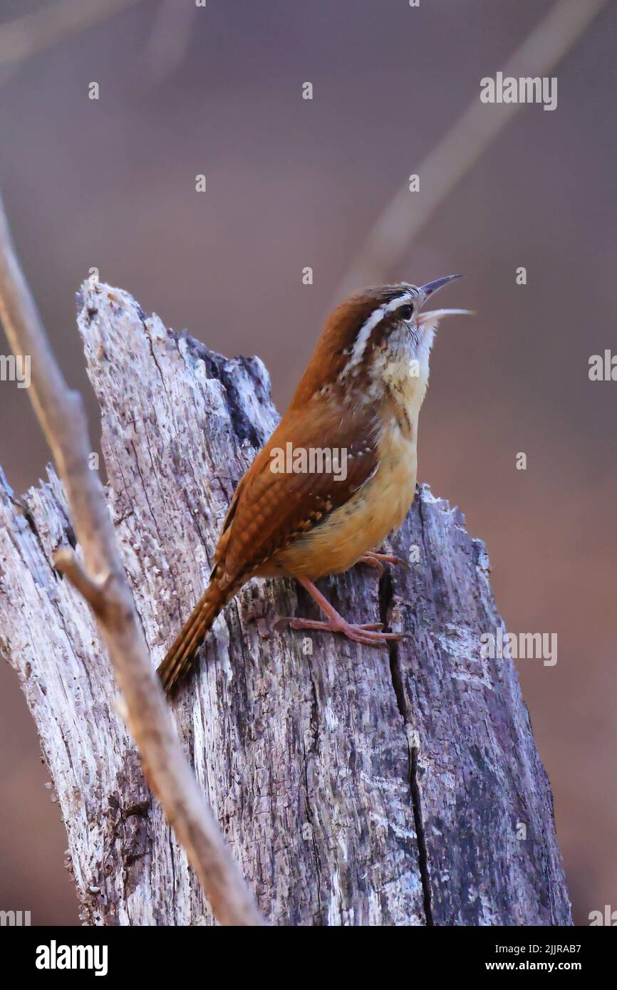 Wren tree hi-res stock photography and images - Alamy