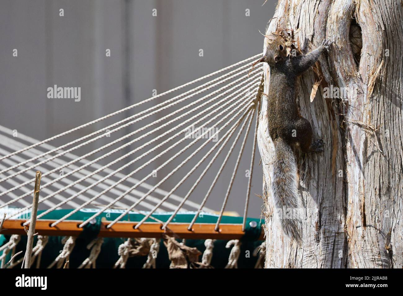 Species of tree squirrel hi-res stock photography and images - Alamy