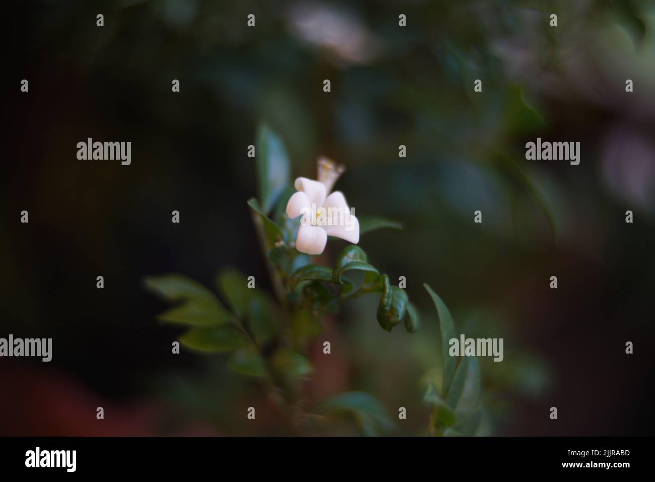 A closeup of an orange jasmine flower (Murraya paniculata Stock Photo ...