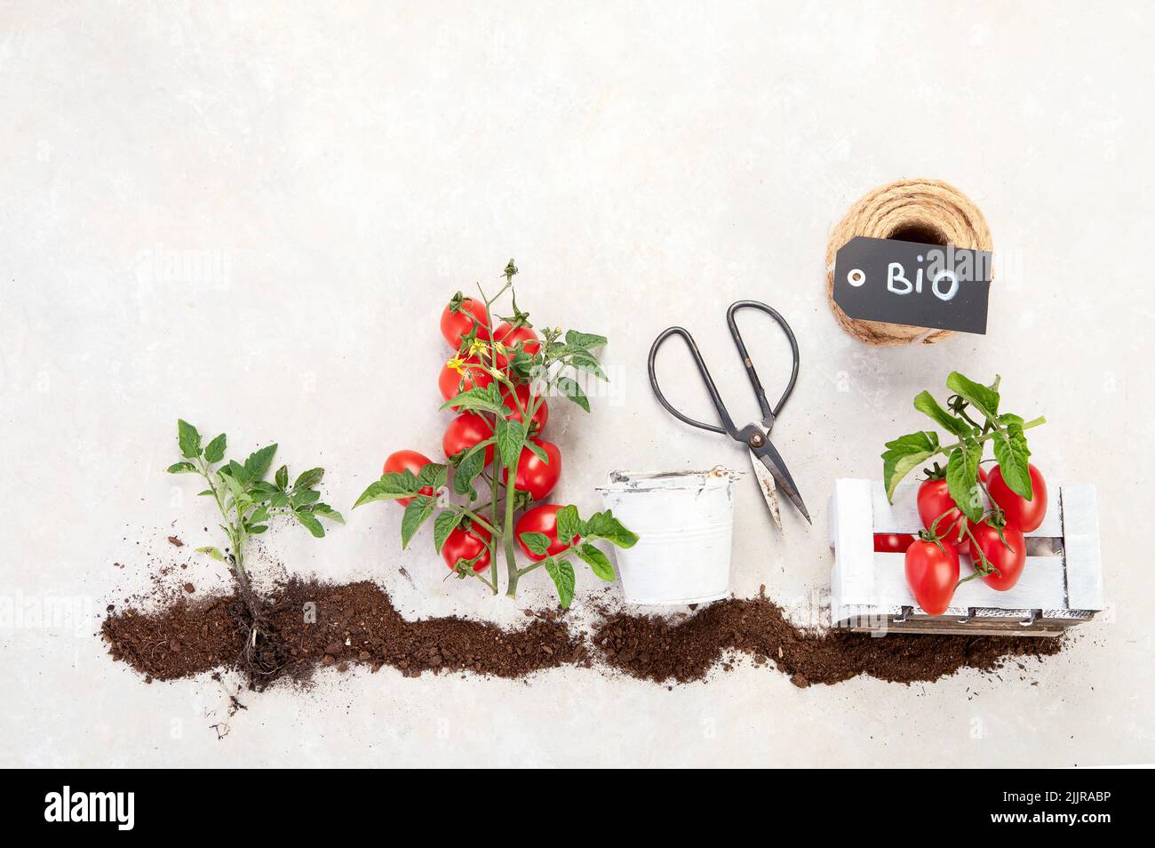 Life Cycle Of A Tomato Plant