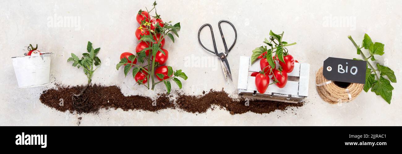 Life cycle of tomato plant. Growth stages from seed to flowering and ...