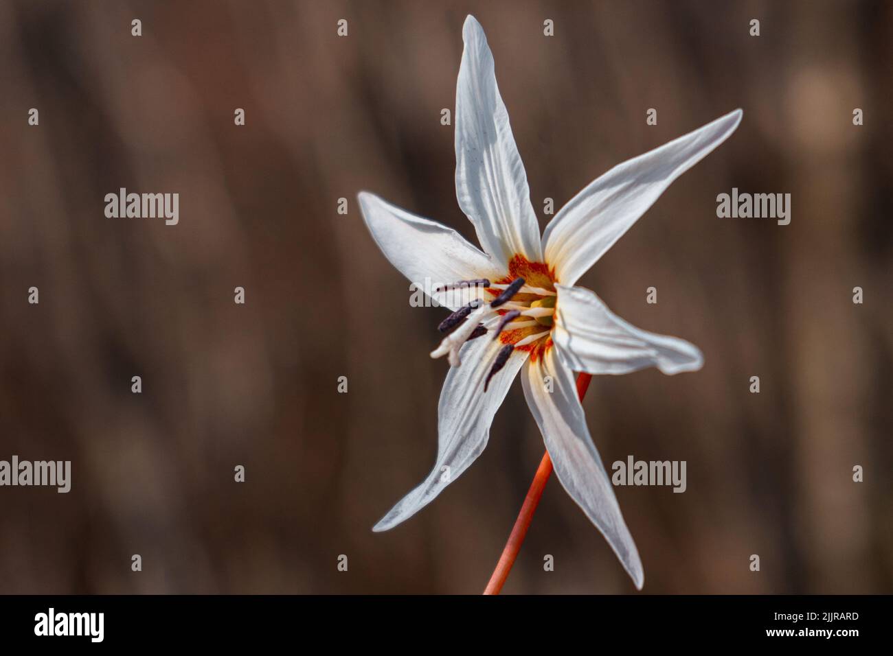 The Caucasian Kandyk flower on a blurred background Stock Photo - Alamy