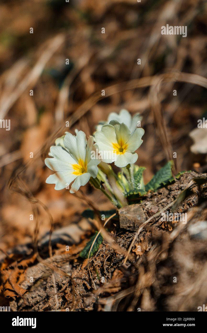 A vertical shot of beautiful white flower with yellow inside Stock ...