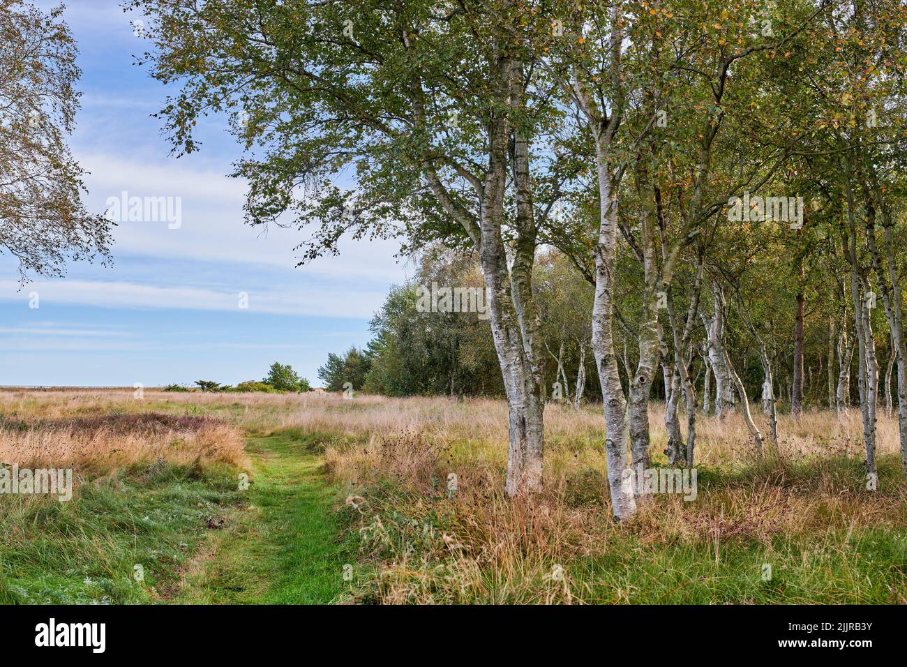 Beautiful, large and green trees in a big forest landscape with a blue ...