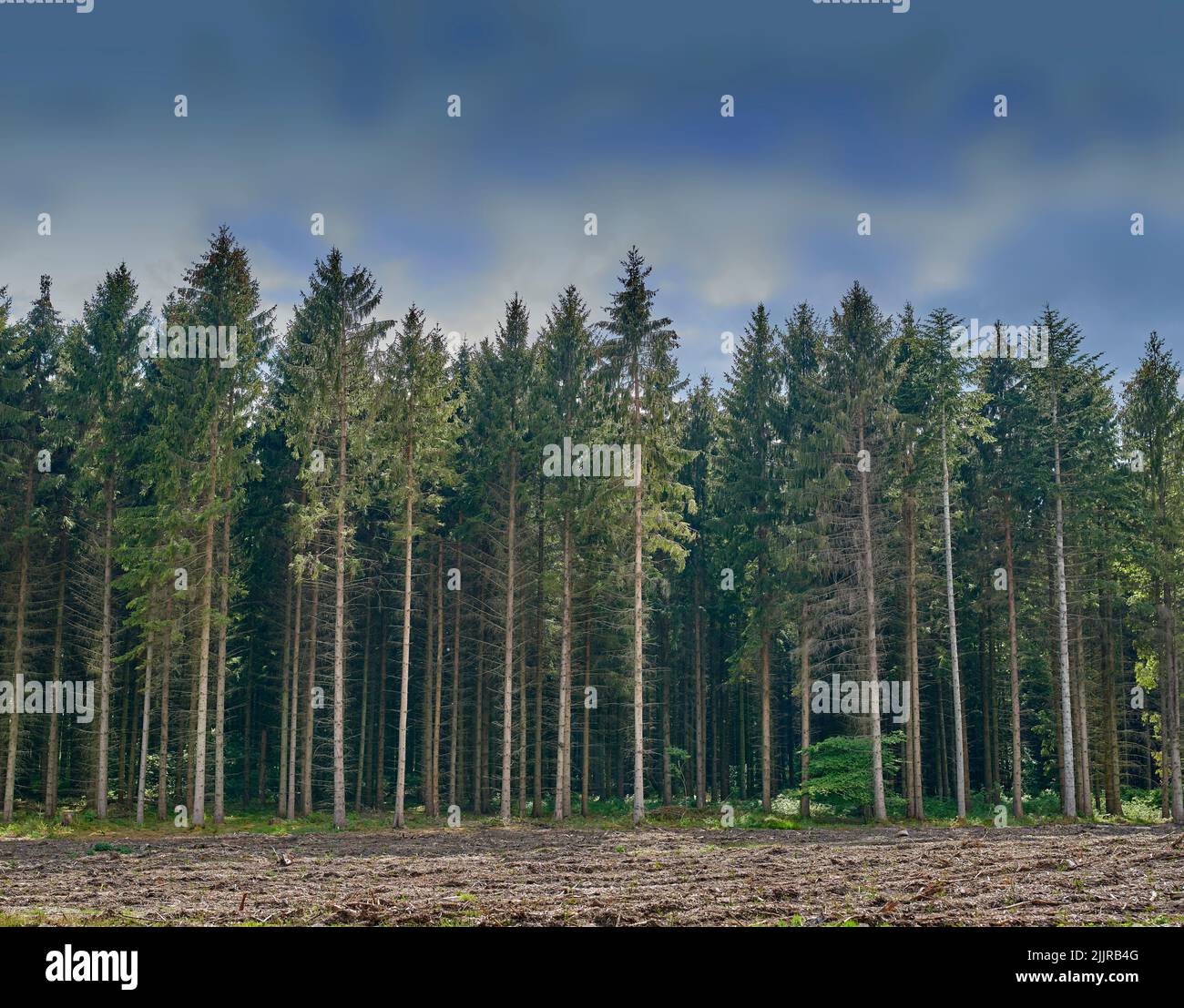 Dark, secluded and mysterious planted forest during sunset in nature ...