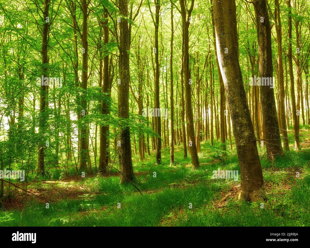 Beautiful, large and green trees in a forest landscape on a summer day ...