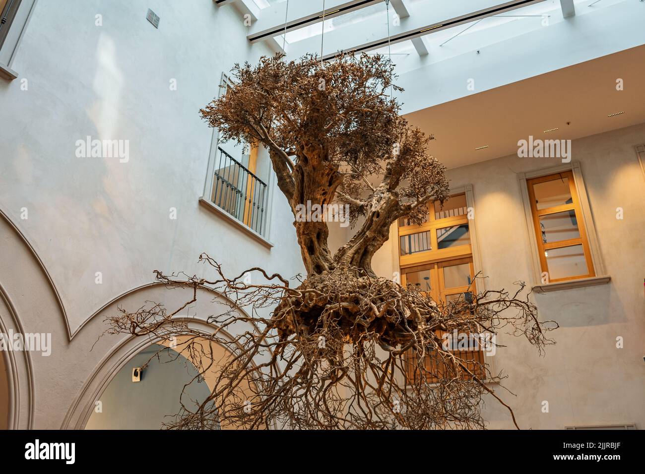 A suspended olive tree in a building near Piazza Del Duommo, Milan ...