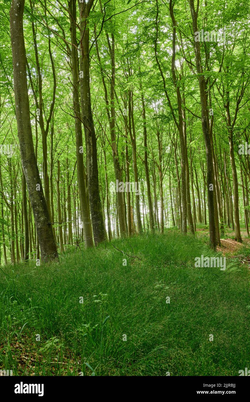 Beautiful, large and green trees in a forest landscape on a summer day ...