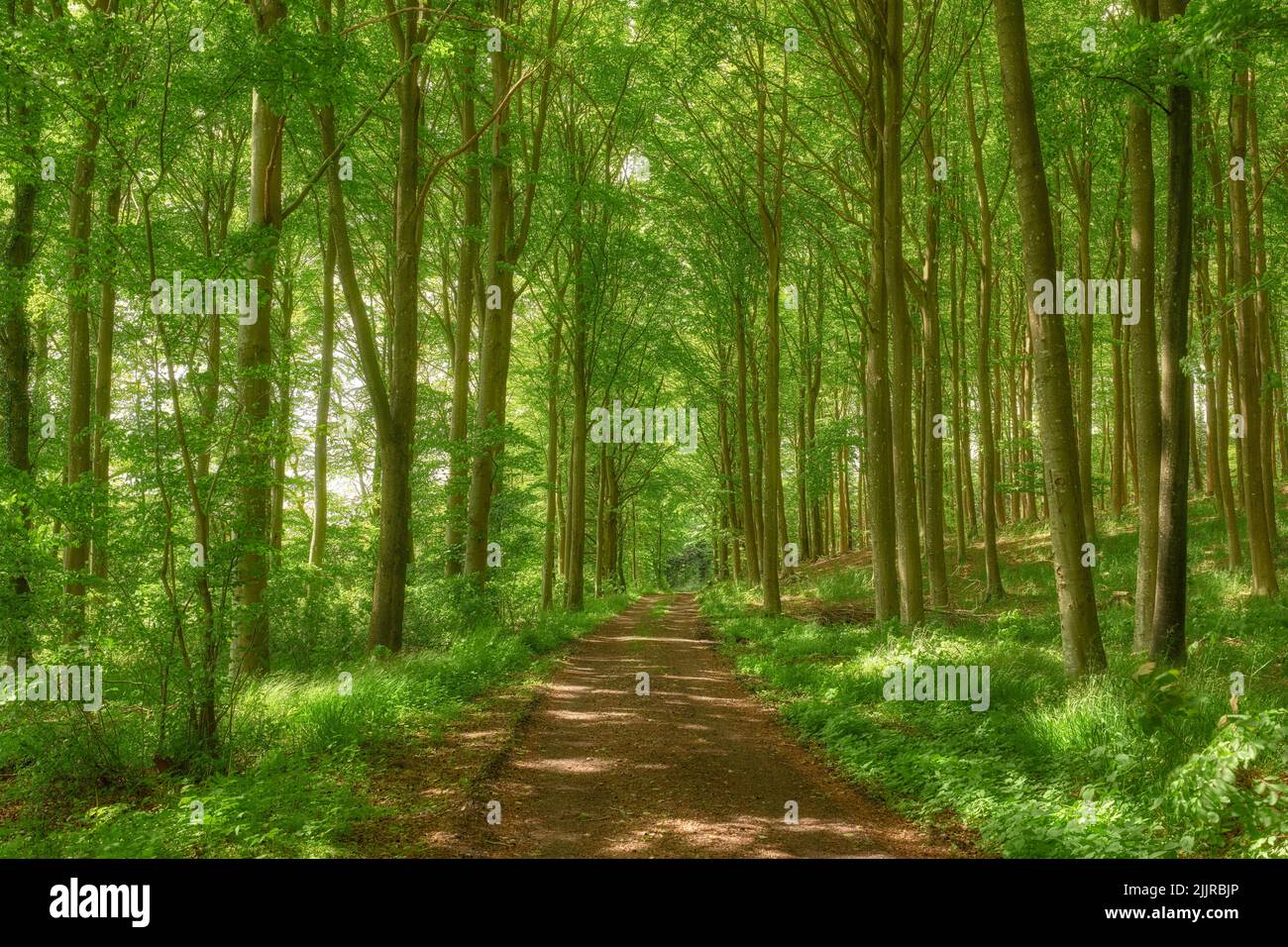 Scenic, beautiful and relaxing view of a lush green forest in ...