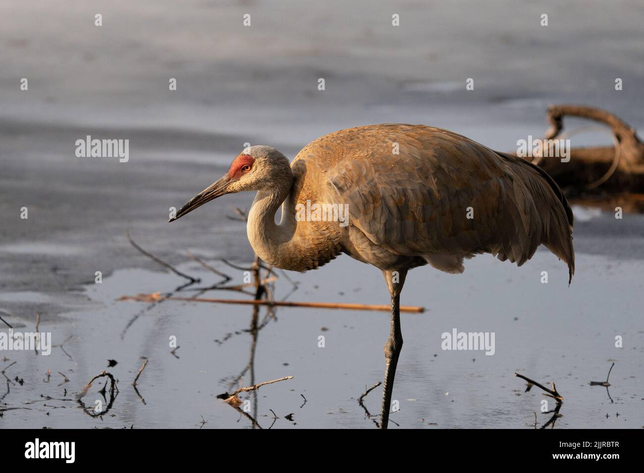 A natural view of a sandhill crane standing on the lake Stock Photo - Alamy