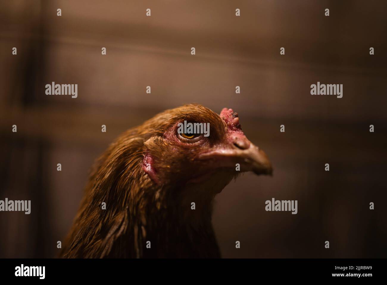 Poultry head hi-res stock photography and images - Alamy