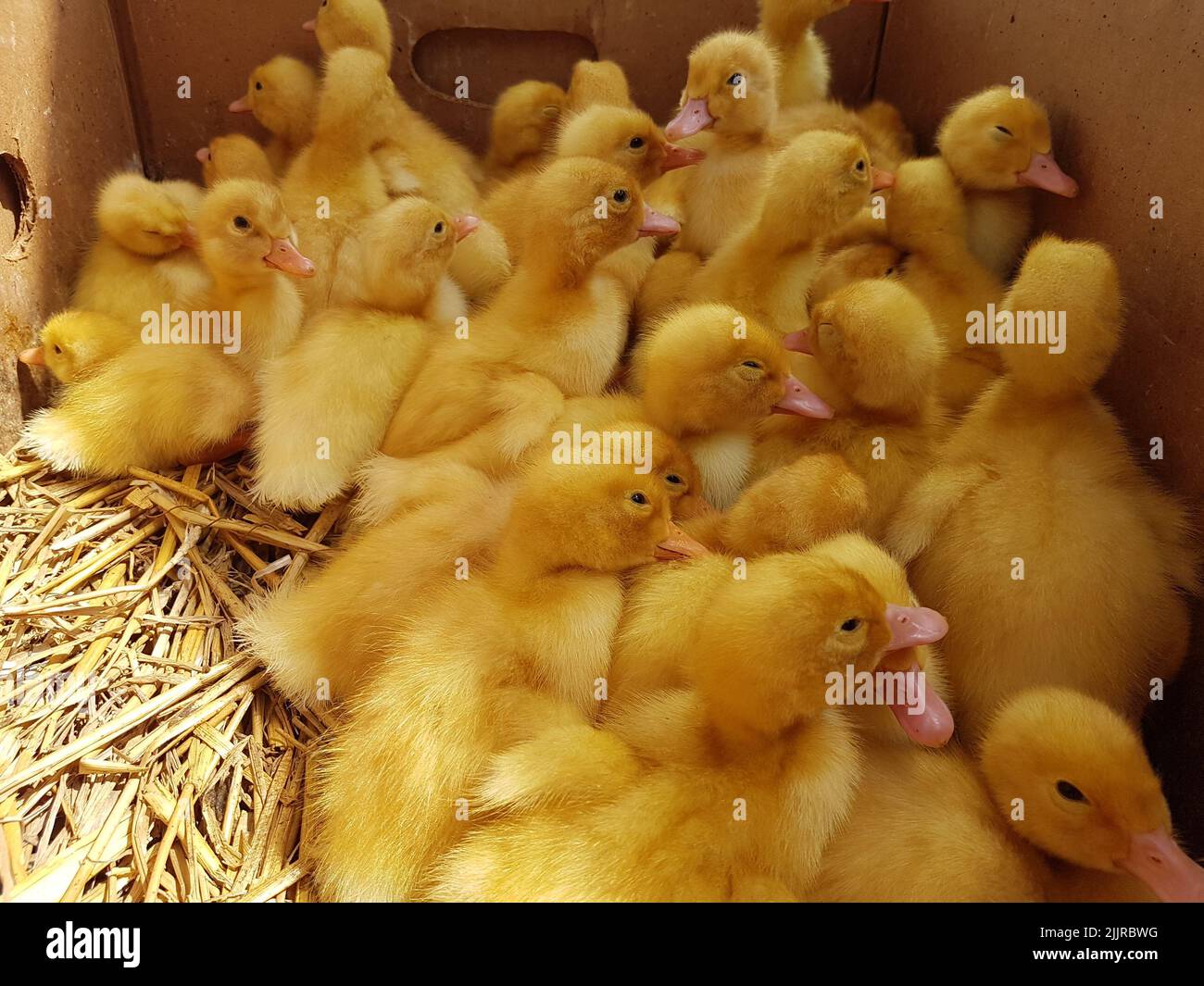 Brood of chicks hi-res stock photography and images - Alamy