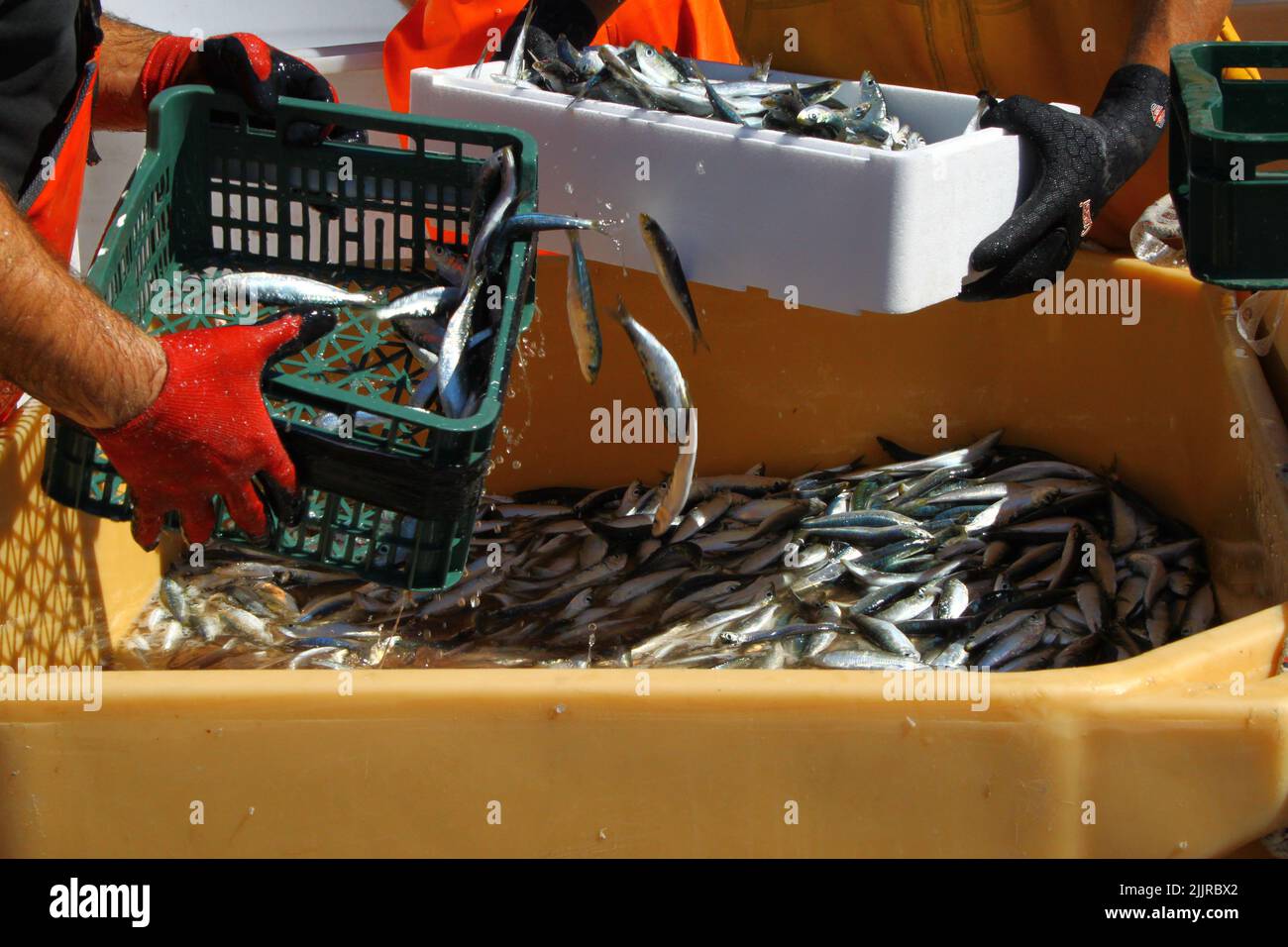 The male workers holding crates with fishes pouring into a yellow ...
