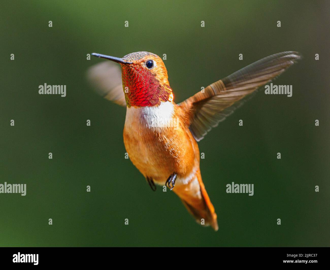 Rufus hummingbird male in hi-res stock photography and images - Alamy