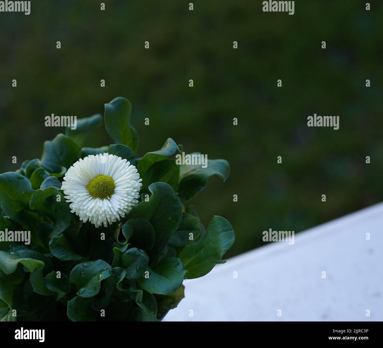 White margarita hi-res stock photography and images - Alamy