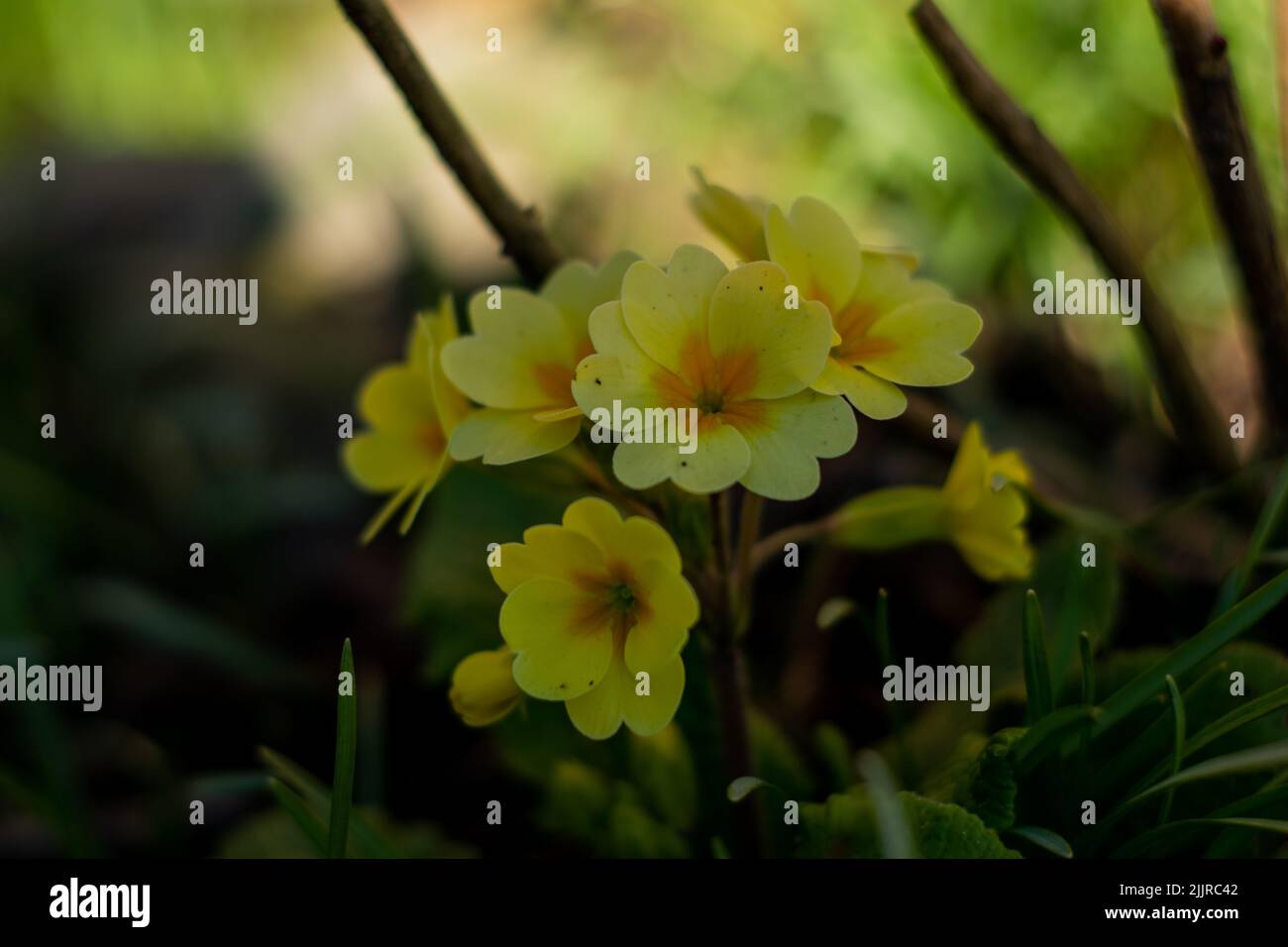 A close up of beautiful yellow primroses surrounded by leaves in garden ...