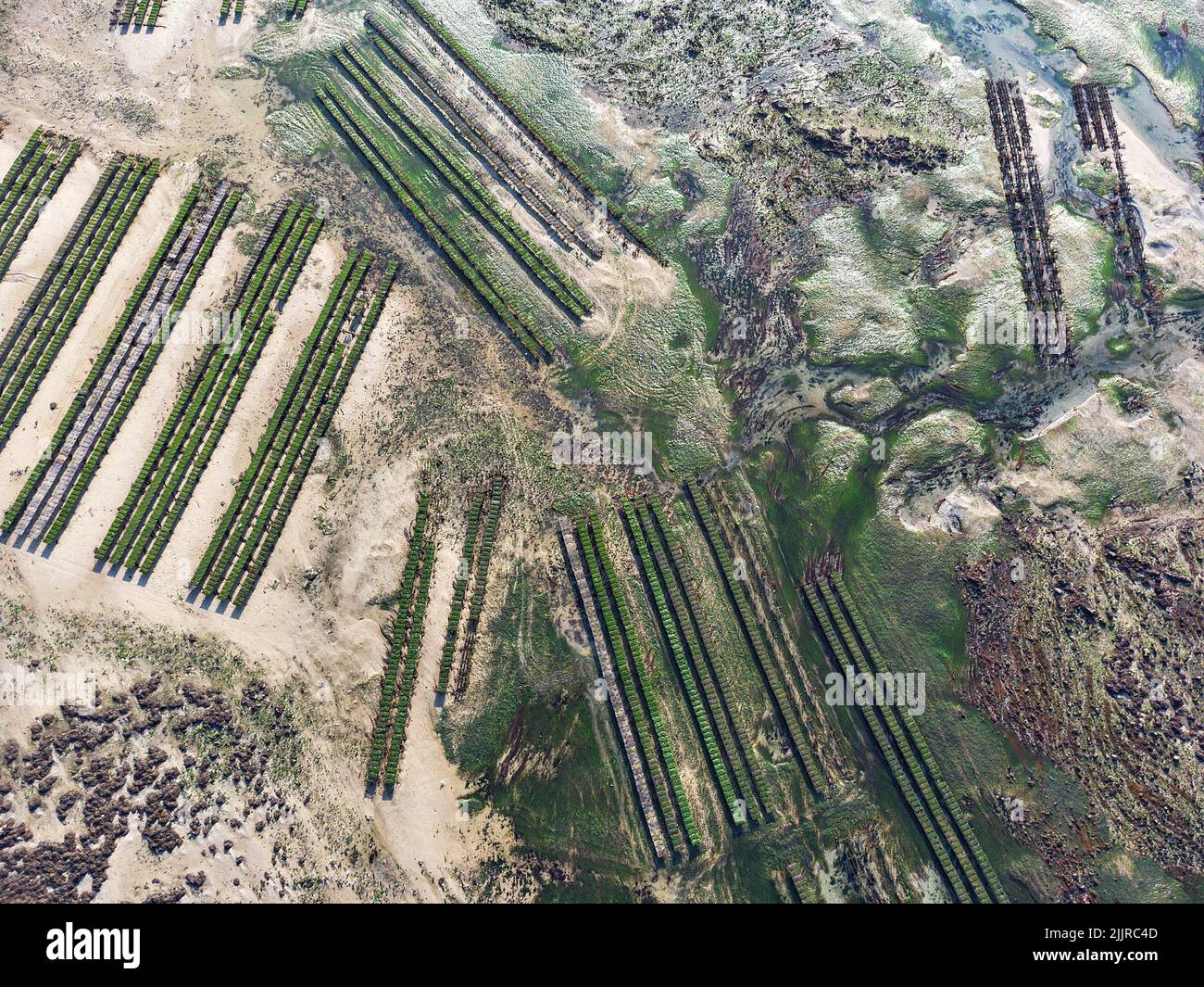 The oyster beds revealed at low tide on Herm Island's west coast.Aerial ...