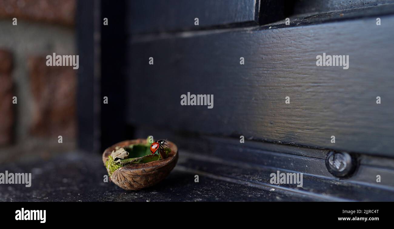 Panoramic view of a walnut shell with a green leaf inside, small house ...