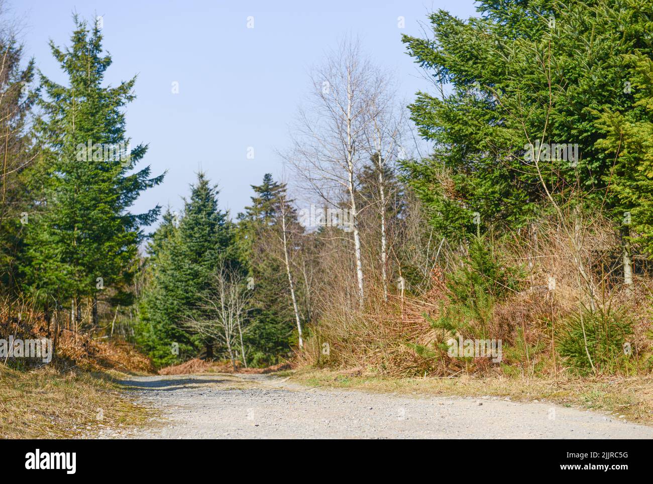 A natural landscape of a forest with trees of different types and a ...