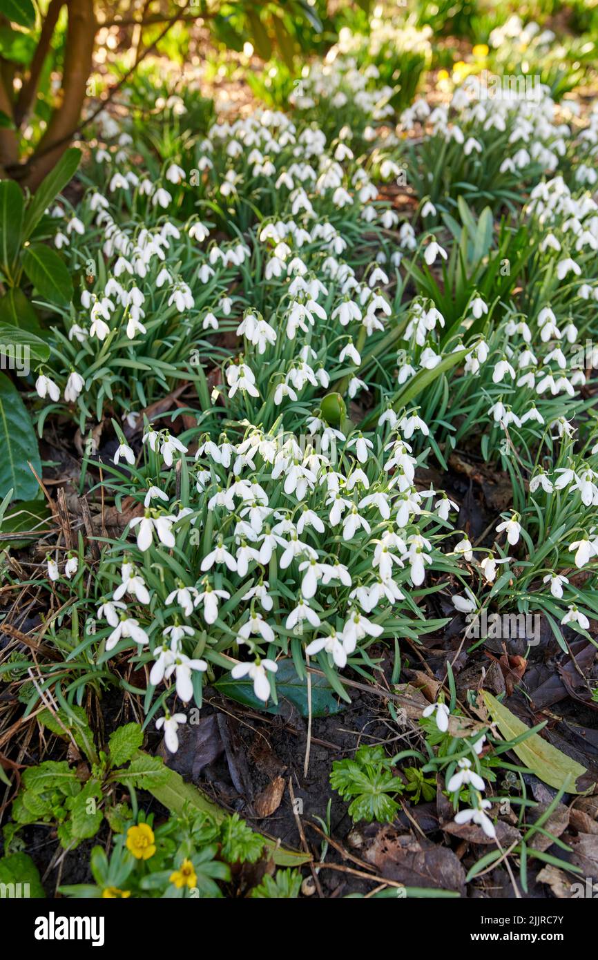Pretty, white and natural spring flowers growing in forest or remote ...