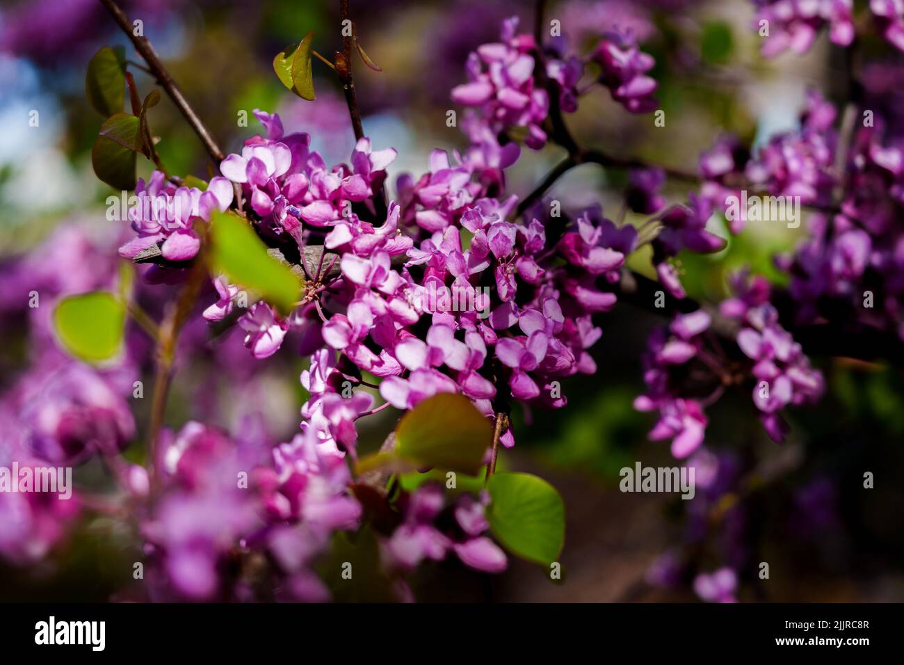 Jacaranda leaves hi-res stock photography and images - Alamy
