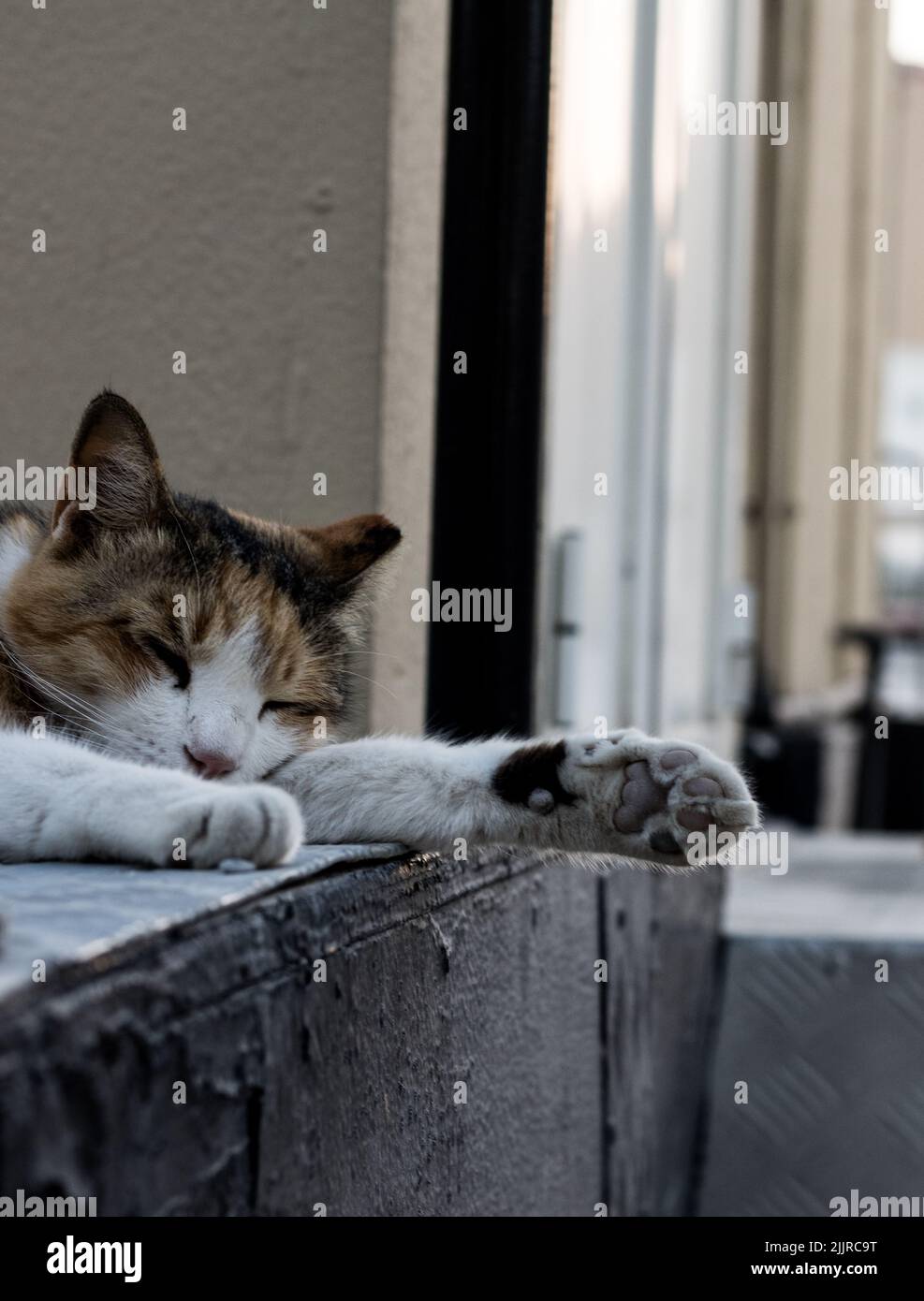A cute stray cat napping outside Stock Photo - Alamy