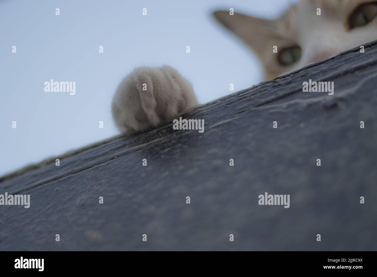 A cute stray cat napping outside Stock Photo - Alamy