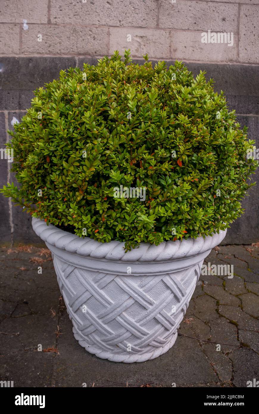 A globular boxwood in a tall flower pot Stock Photo - Alamy