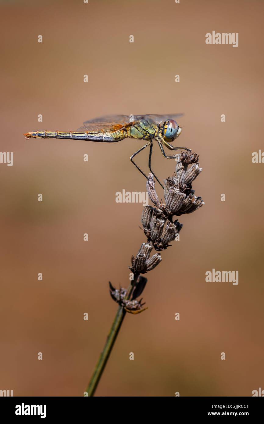 Evil insect hi-res stock photography and images - Alamy