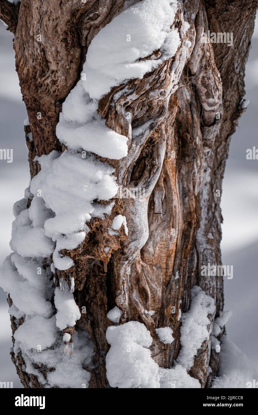 A vertical closeup of snowy tree bark texture Stock Photo - Alamy