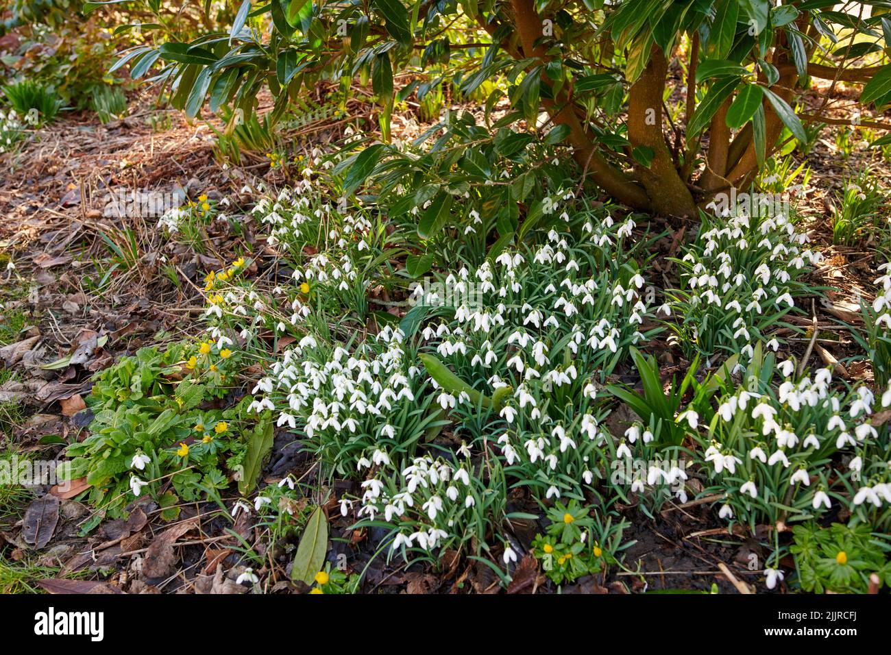 Beautiful spring white flowers growing on the ground under a tree in an ...