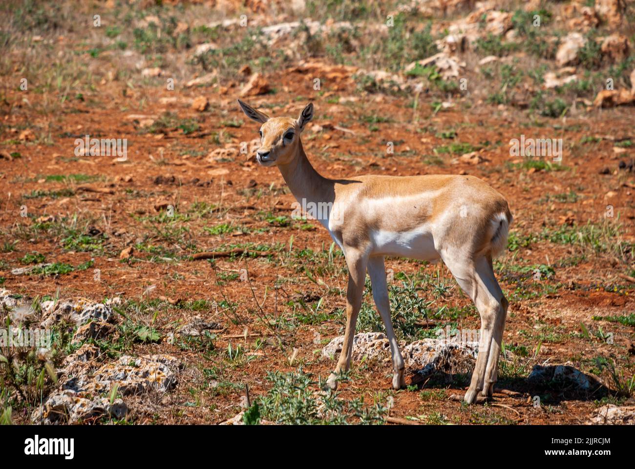 Majorca wildlife hi-res stock photography and images - Alamy