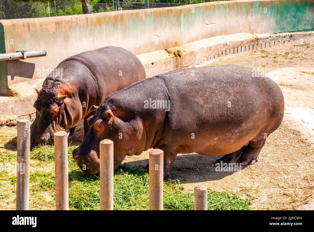 Two hippos in zoo hi-res stock photography and images - Alamy
