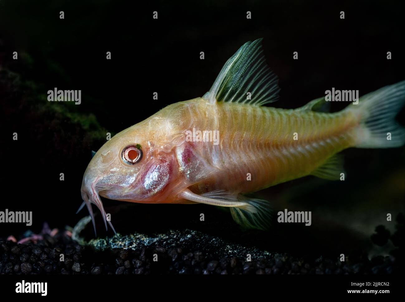 A close-up shot of a tiny golden catfish in the dark underwater Stock ...