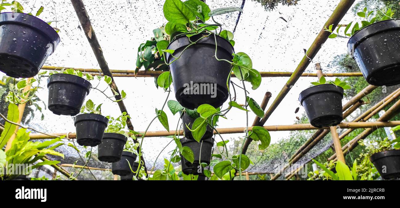 Hanging plants and garden hi-res stock photography and images - Alamy